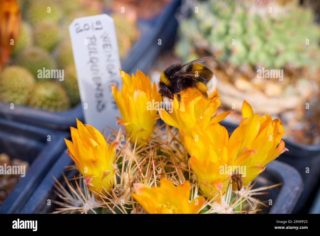 beautiful images with various flowering cacti with selective focus ...