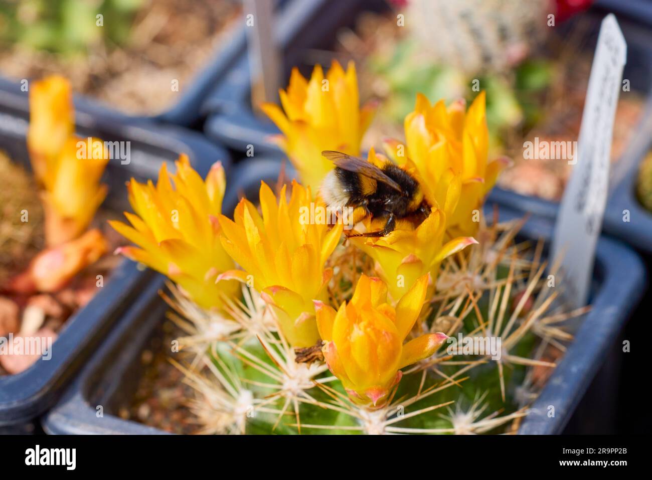 beautiful images with various flowering cacti with selective focus ...