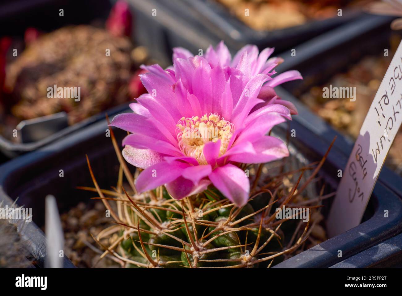 beautiful images with various flowering cacti with selective focus ...