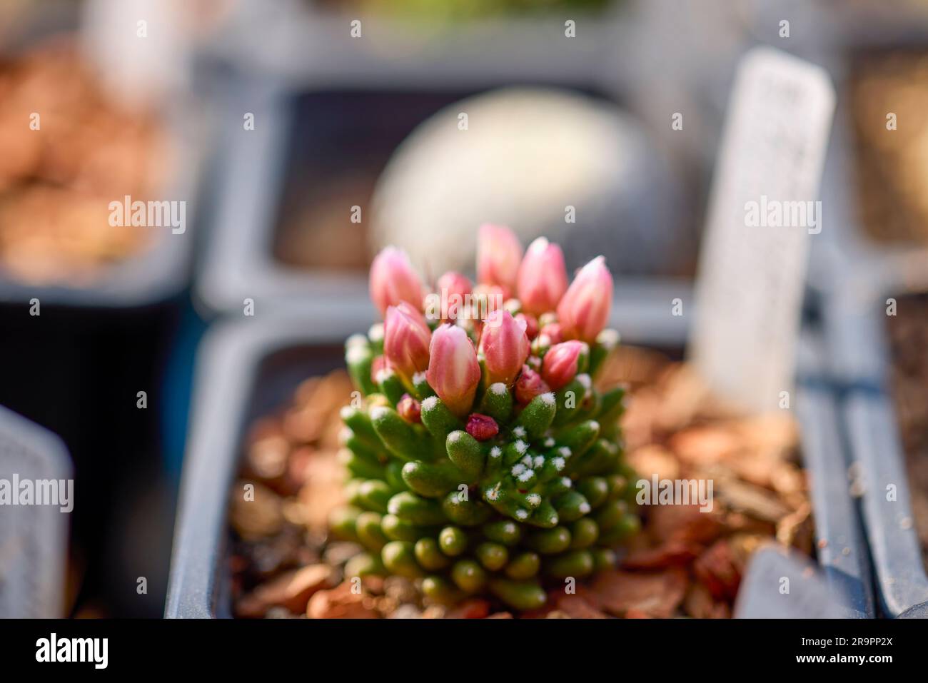 beautiful images with various flowering cacti with selective focus ...