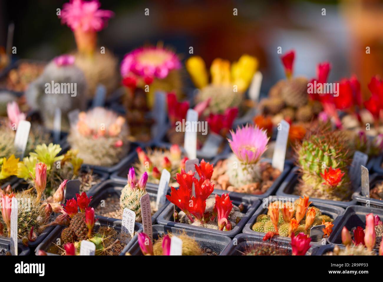 Beautiful flowering cacti collection hi-res stock photography and ...