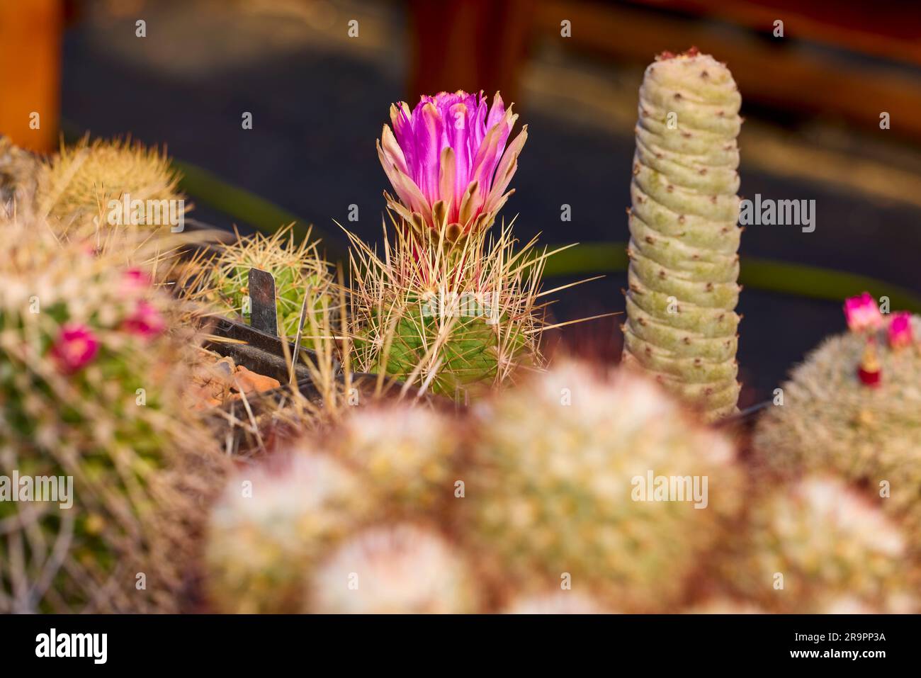 beautiful images with various flowering cacti with selective focus ...