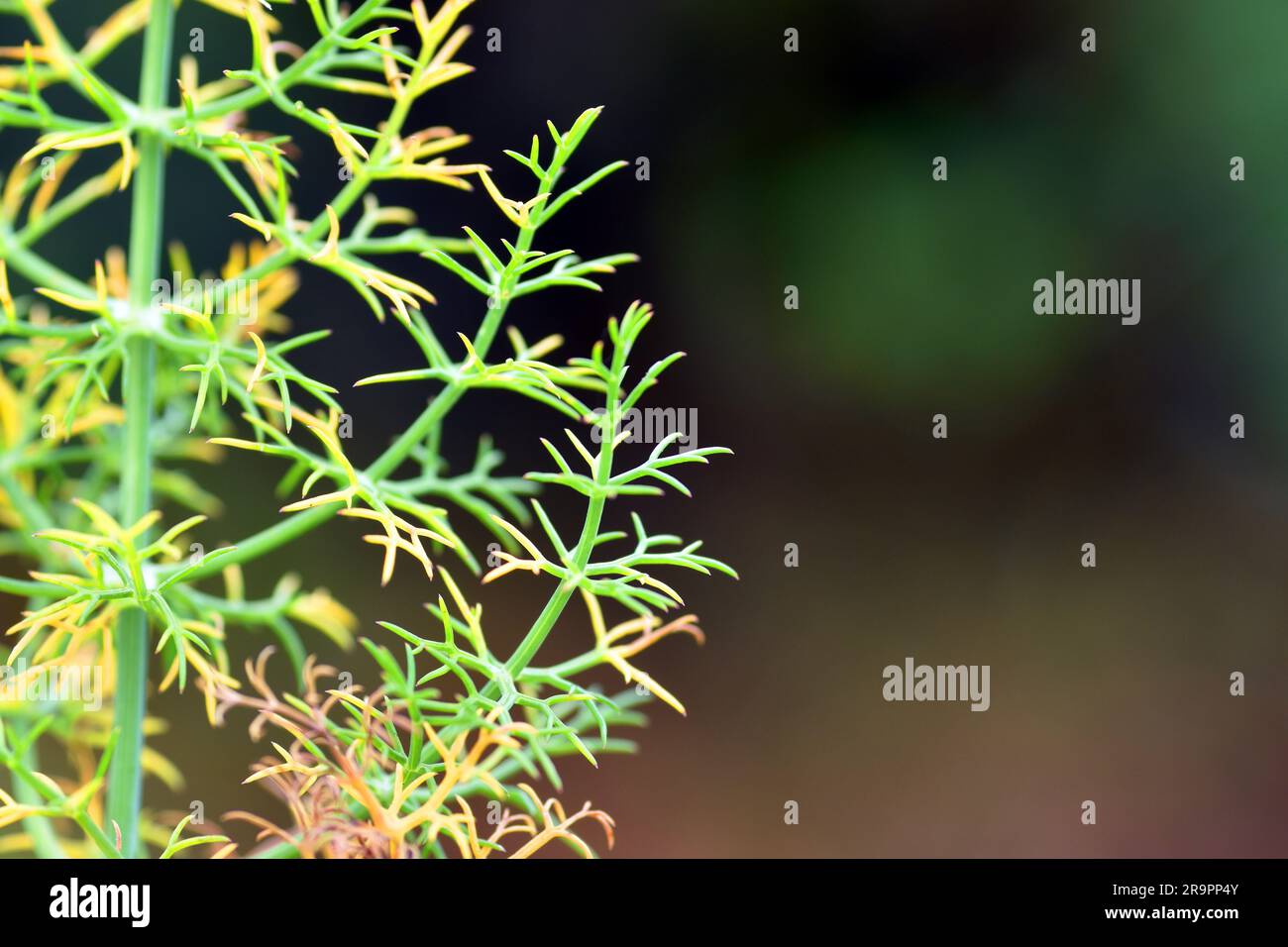 Detail of the fennel leaves (Foeniculum vulgare). It is a medicinal ...