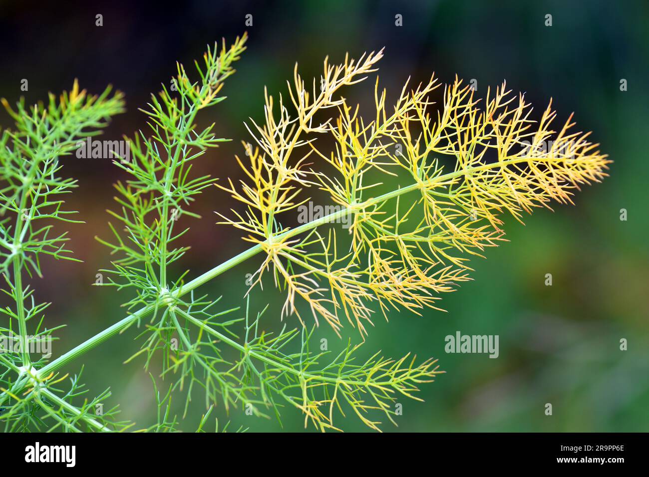 Detail of the fennel leaves (Foeniculum vulgare). It is a medicinal ...