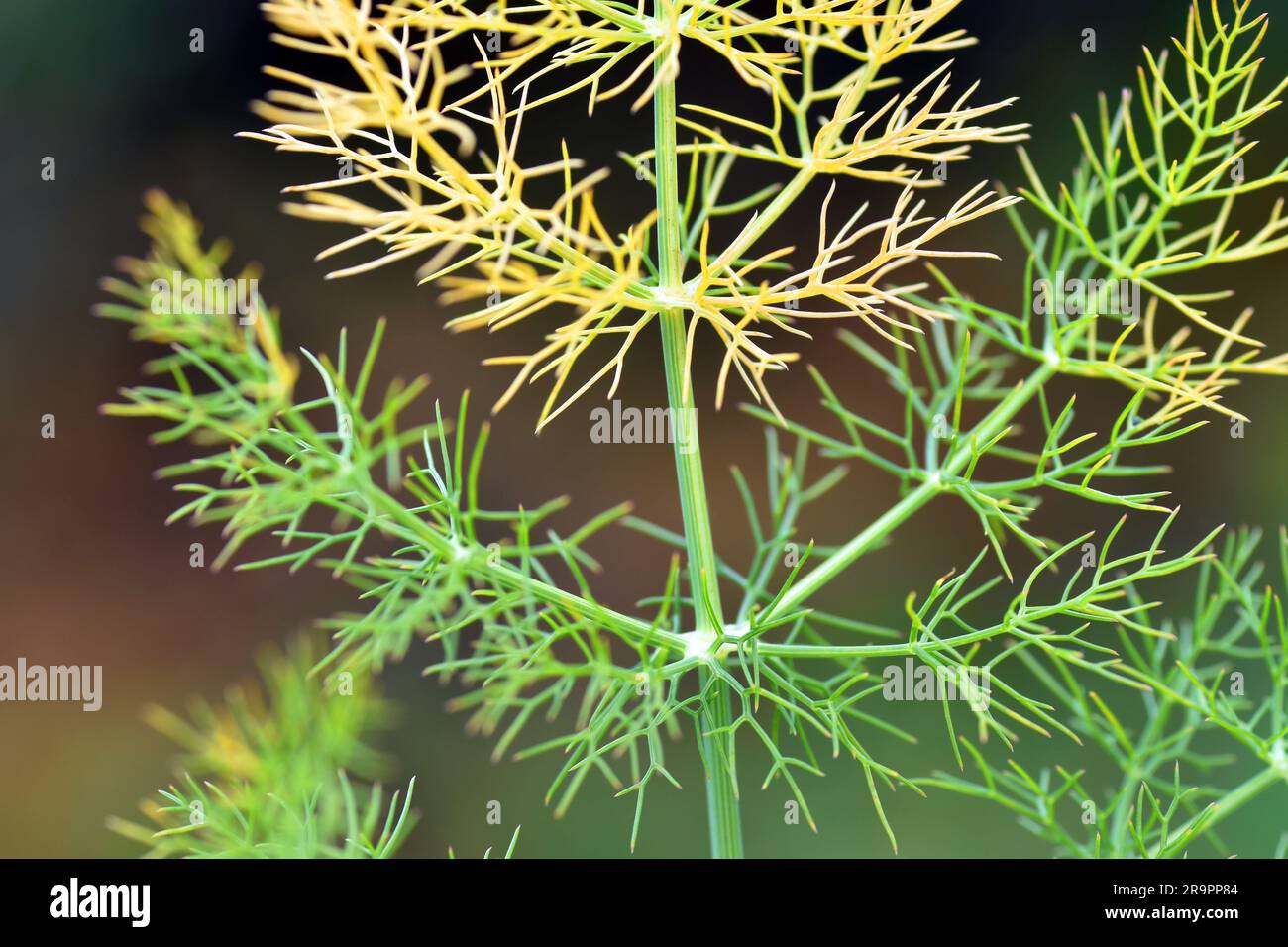 Detail of the fennel leaves (Foeniculum vulgare). It is a medicinal ...