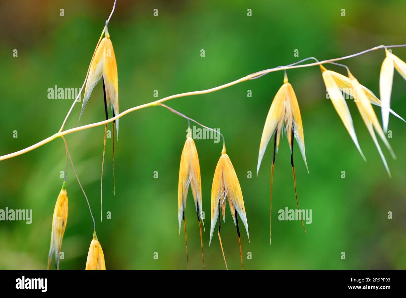Oats avena sativa hi-res stock photography and images - Alamy
