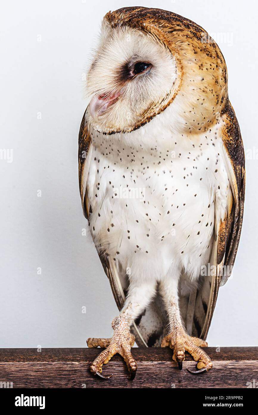 owl, high resolution owl photo isolated white background. Barn Owl ...