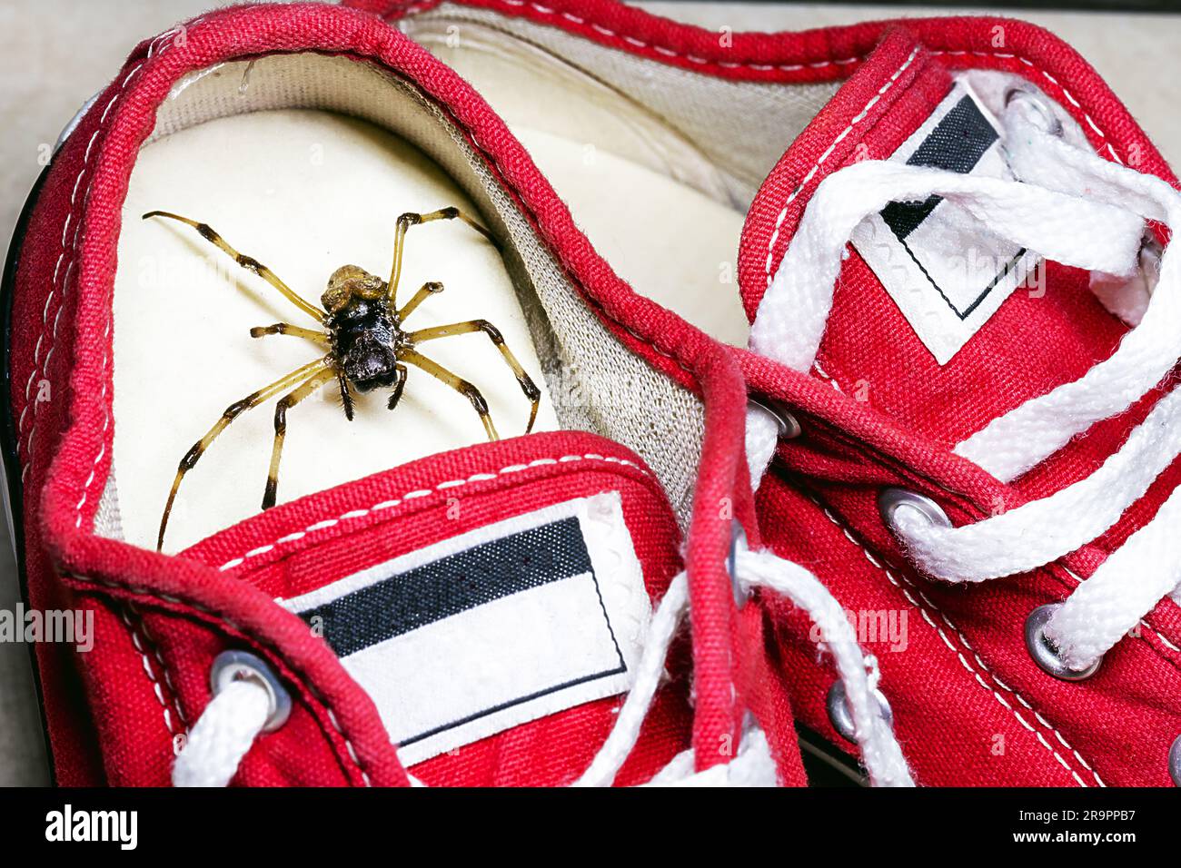 large spider hidden inside children's sneakers, venomous animal ...