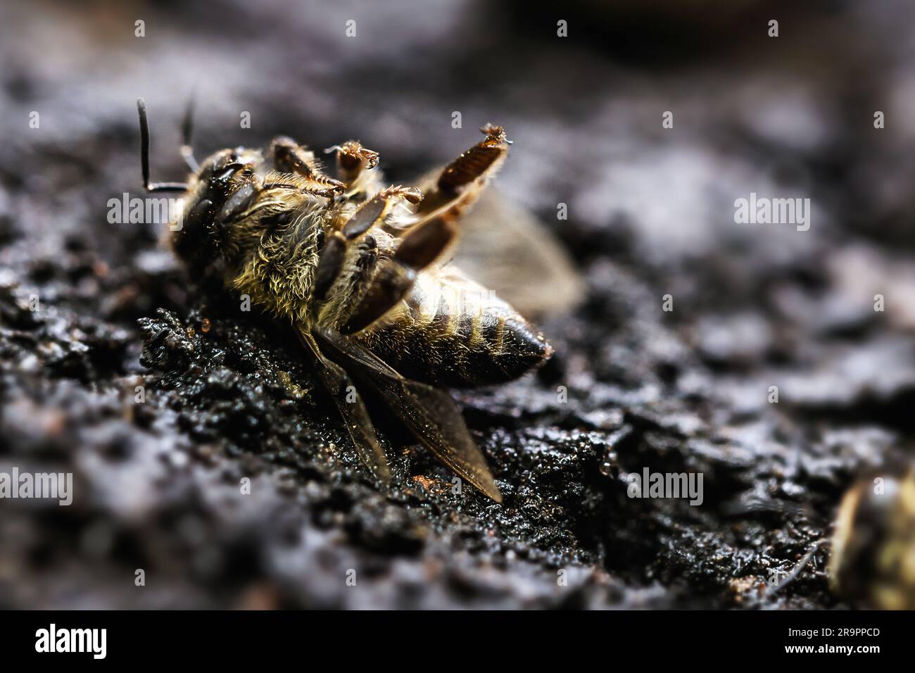 Use of pesticides in the environment and flowers. Macro image of a dead ...