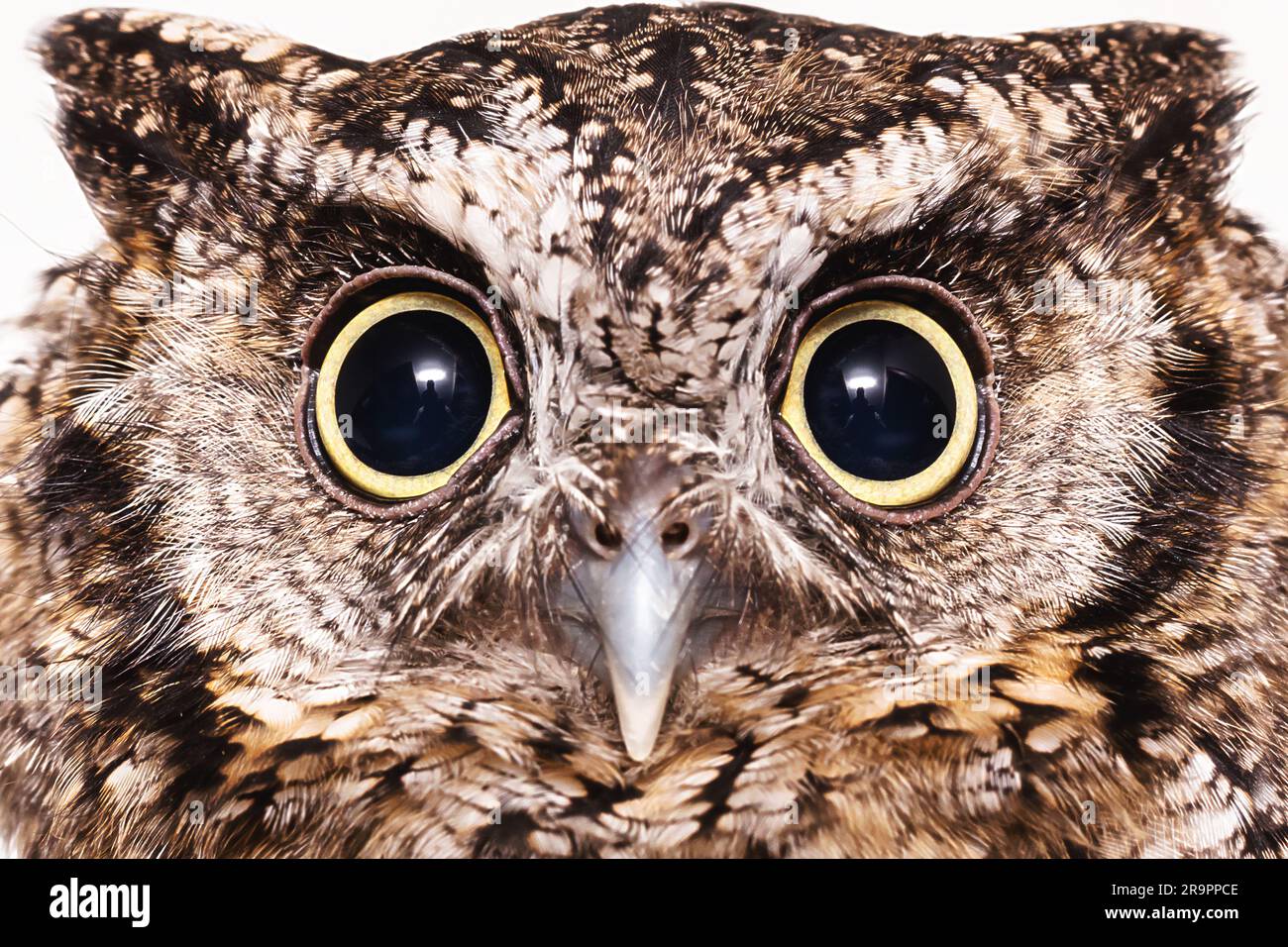 Photo of an Owl in macro photography, high resolution photo of owl cub ...