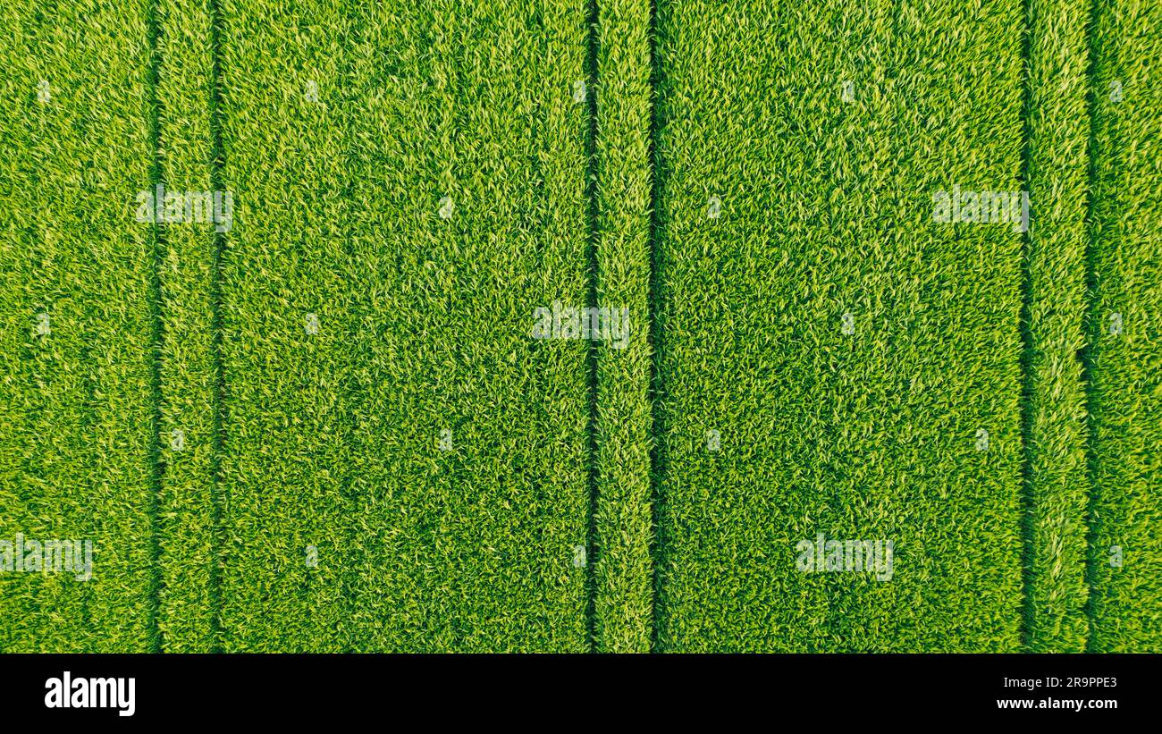 Wheat field top view, background texture. Agricultural field, young ...