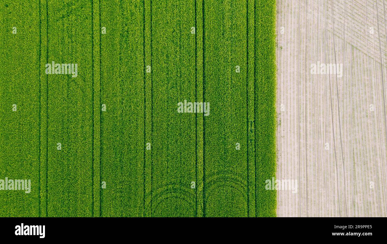 Wheat field top view, background texture. Agricultural field, young ...