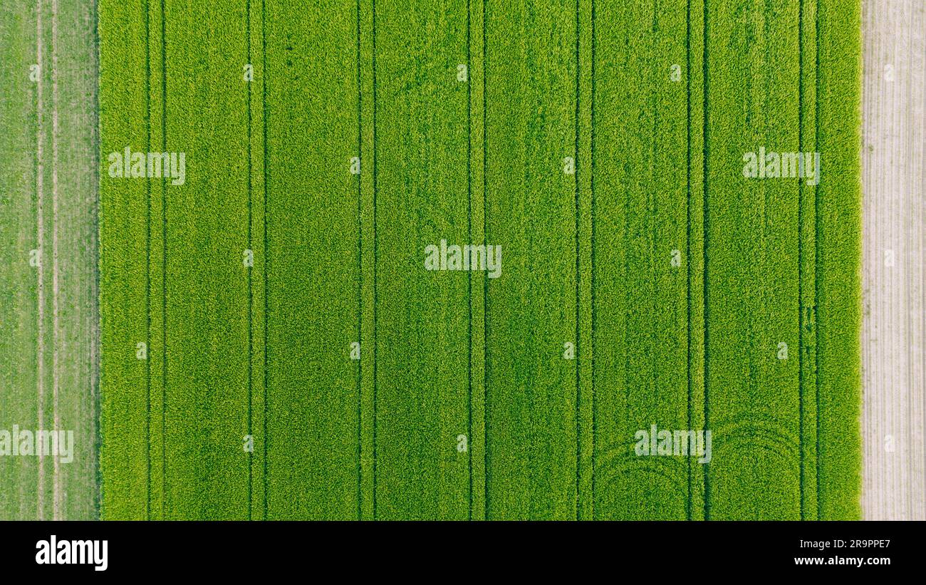 Wheat field top view, background texture. Agricultural field, young ...