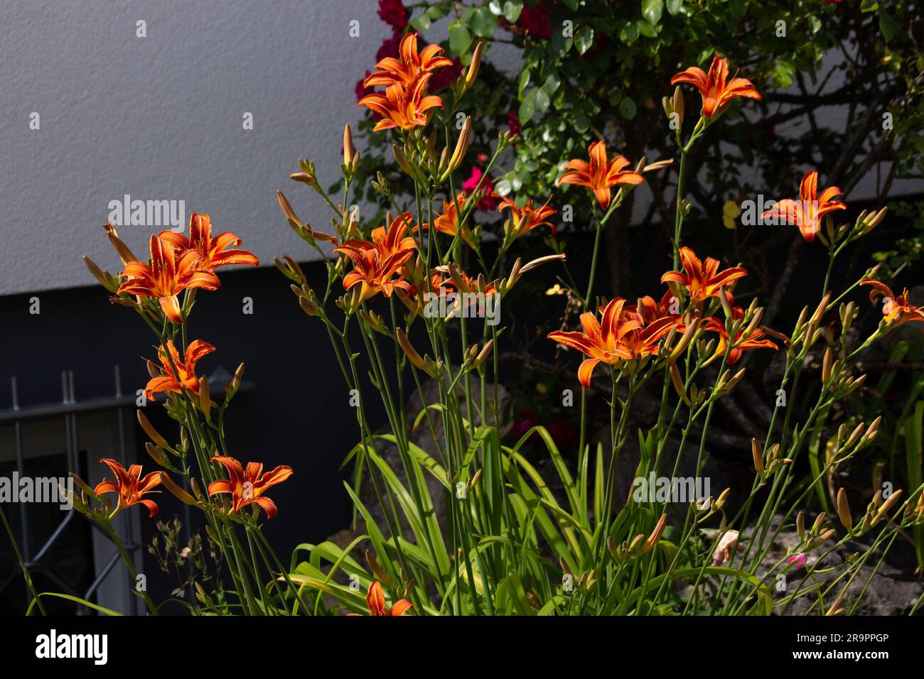 A bush of fire lilies in a German front yard. The petals showing off ...