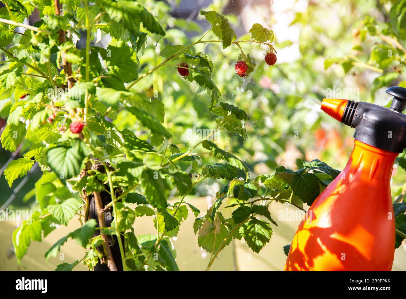 spraying raspberries with copper sulfate, urea and ammonia from pests ...