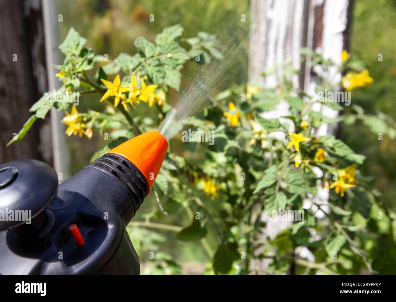 Spraying flowering tomatoes for plant set and harvest. Growing tomatoes ...