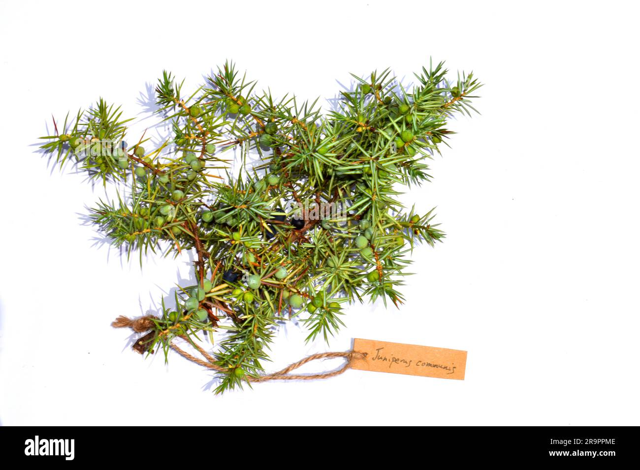 Leaves and fruits of the common juniper (Juniperus communis) on a white ...
