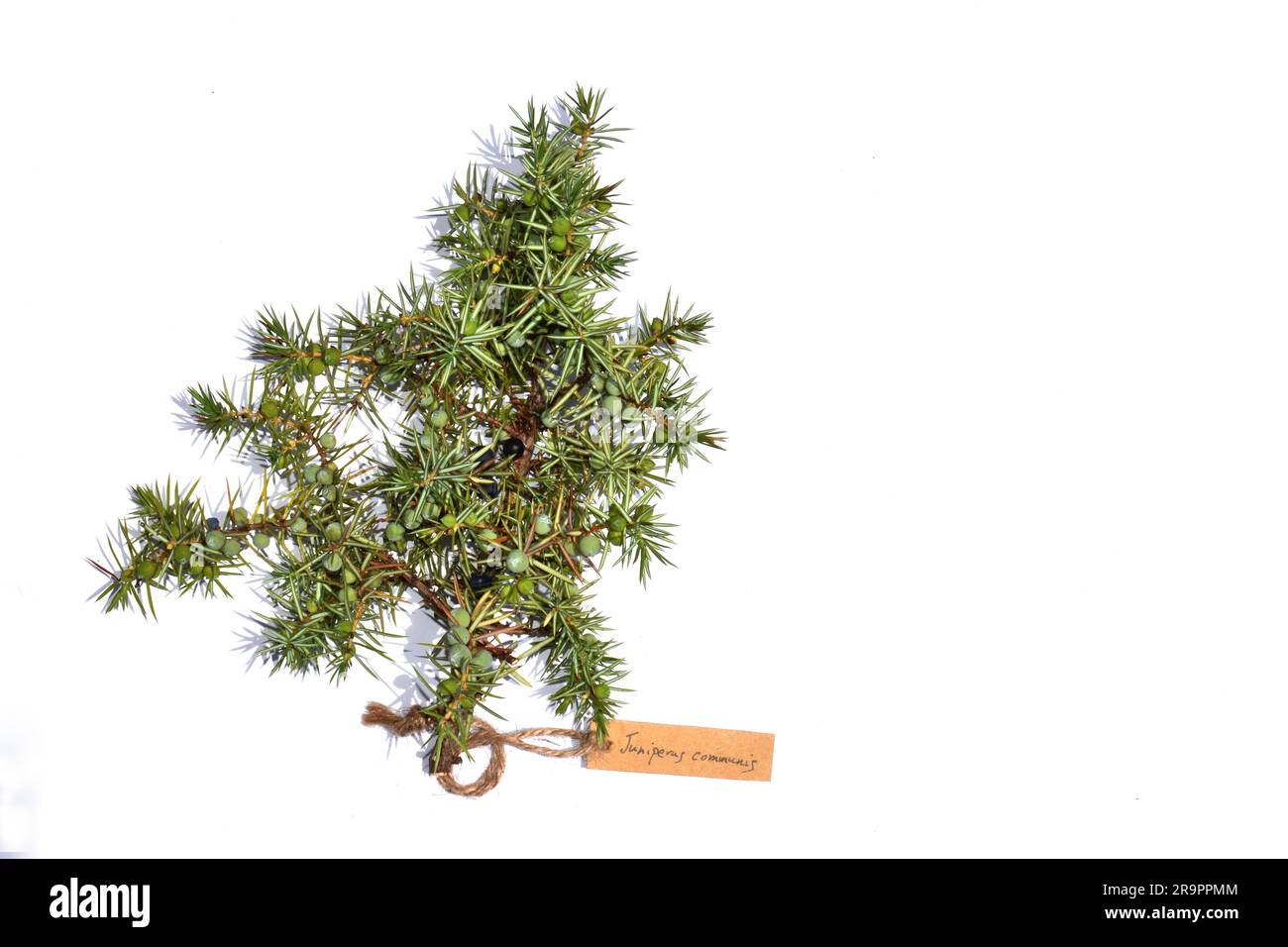 Leaves and fruits of the common juniper (Juniperus communis) with a ...