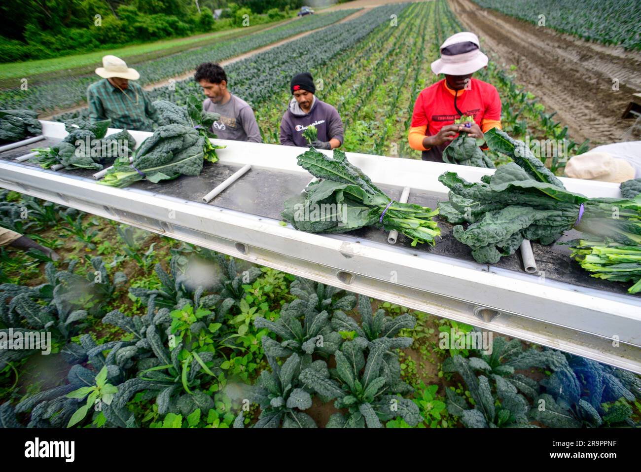 A crew of both local employees and migrant workers from the island ...
