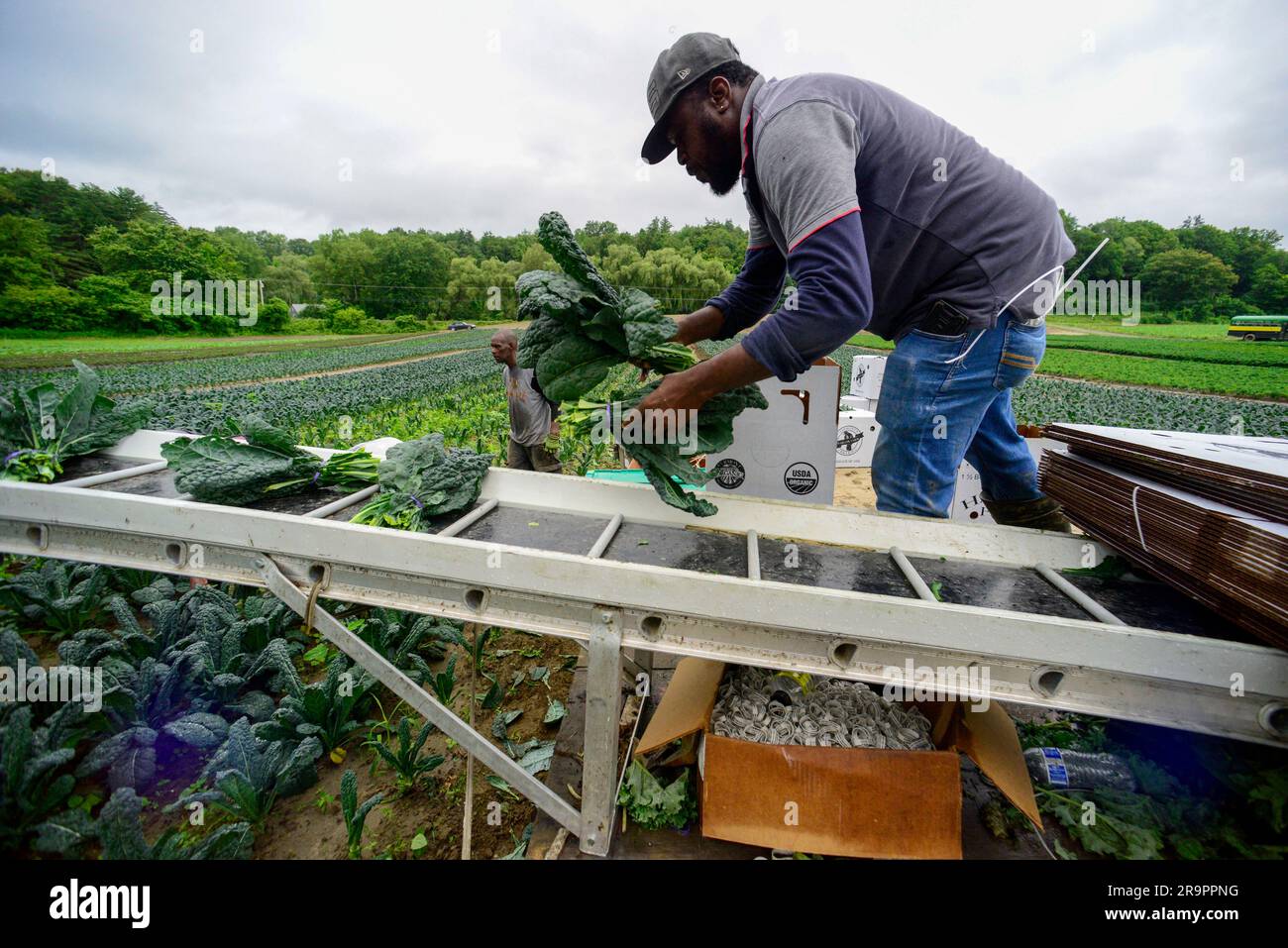 Sheldon Carter, a migrant worker from the island nation of Jamaica ...