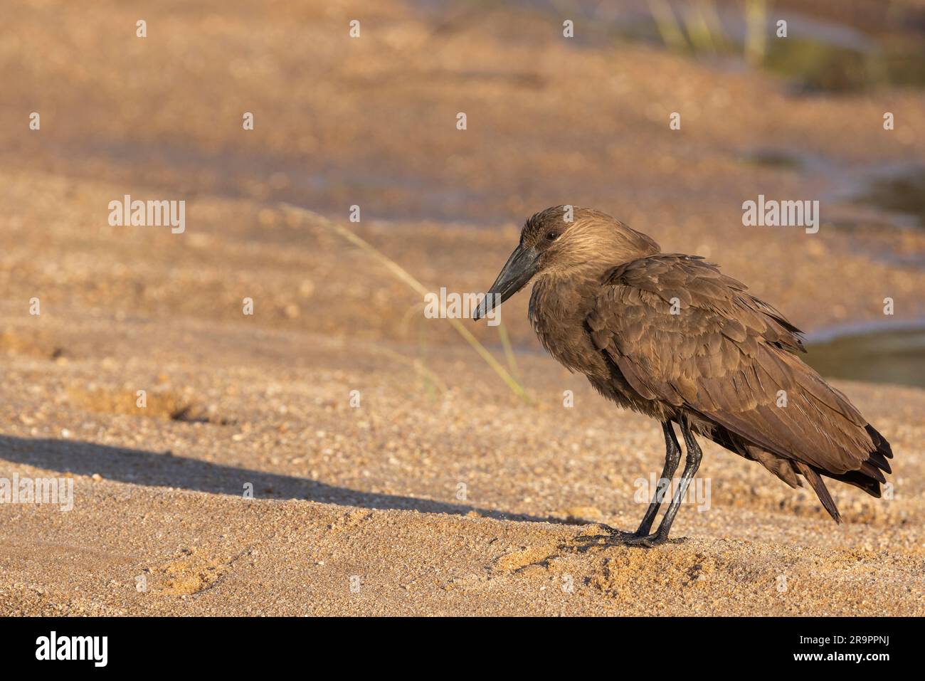 Sedentary bird hi-res stock photography and images - Alamy