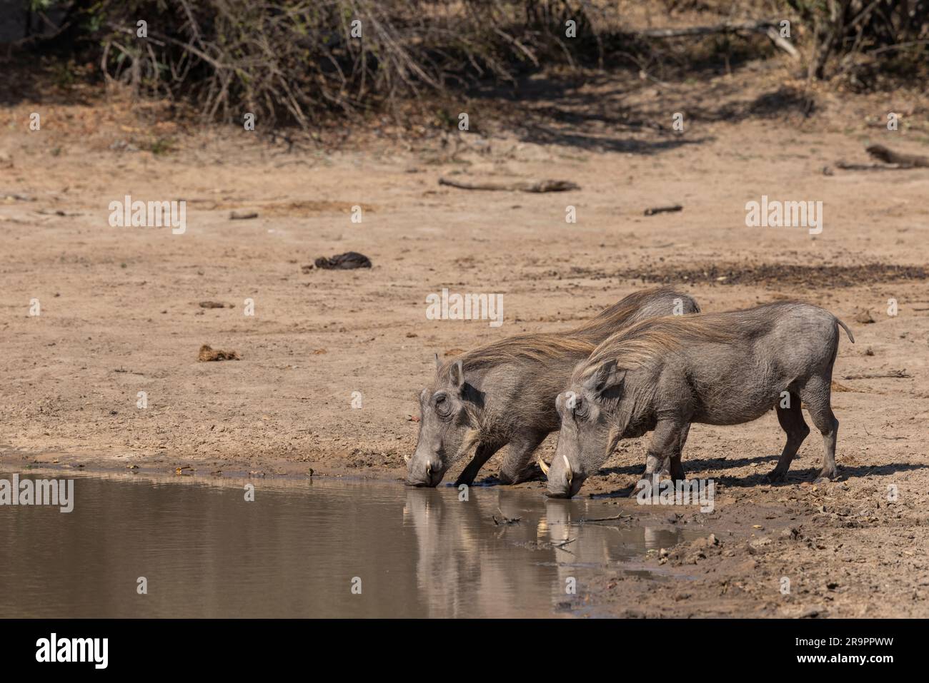 Warthogs drinking at a waterhole in the Kruger national Park South ...