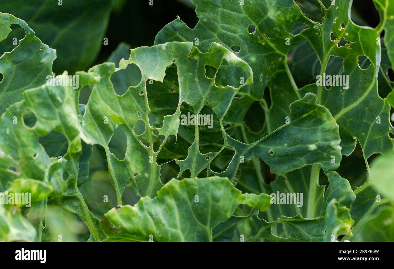 Cabbage leaves in holes in the garden. Pests are a cabbage butterfly ...