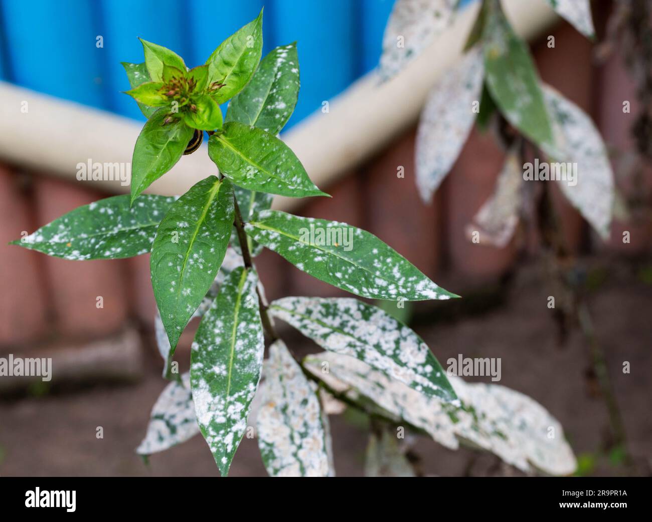 Infectious disease on the leaves of flowers. White bloom on flowers ...