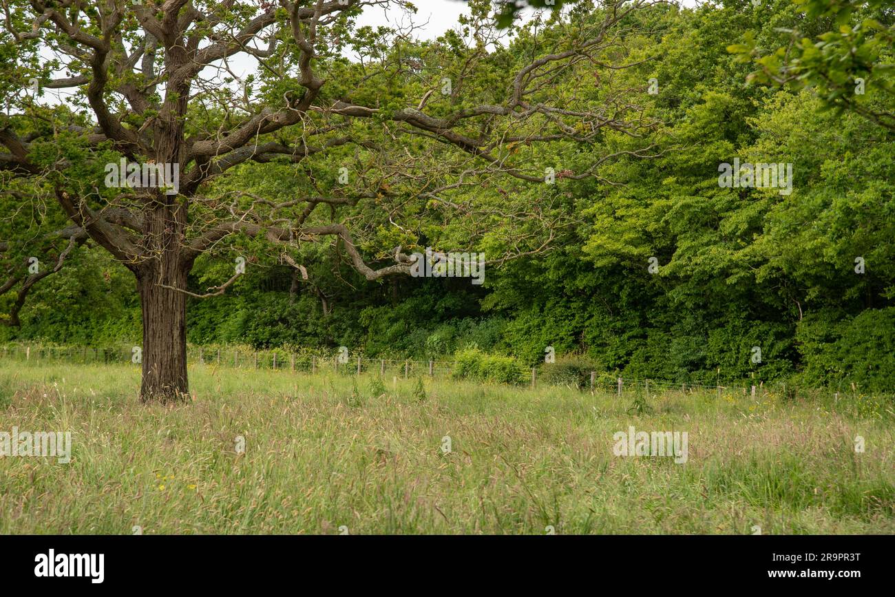 Blean national nature reserve hi-res stock photography and images - Alamy
