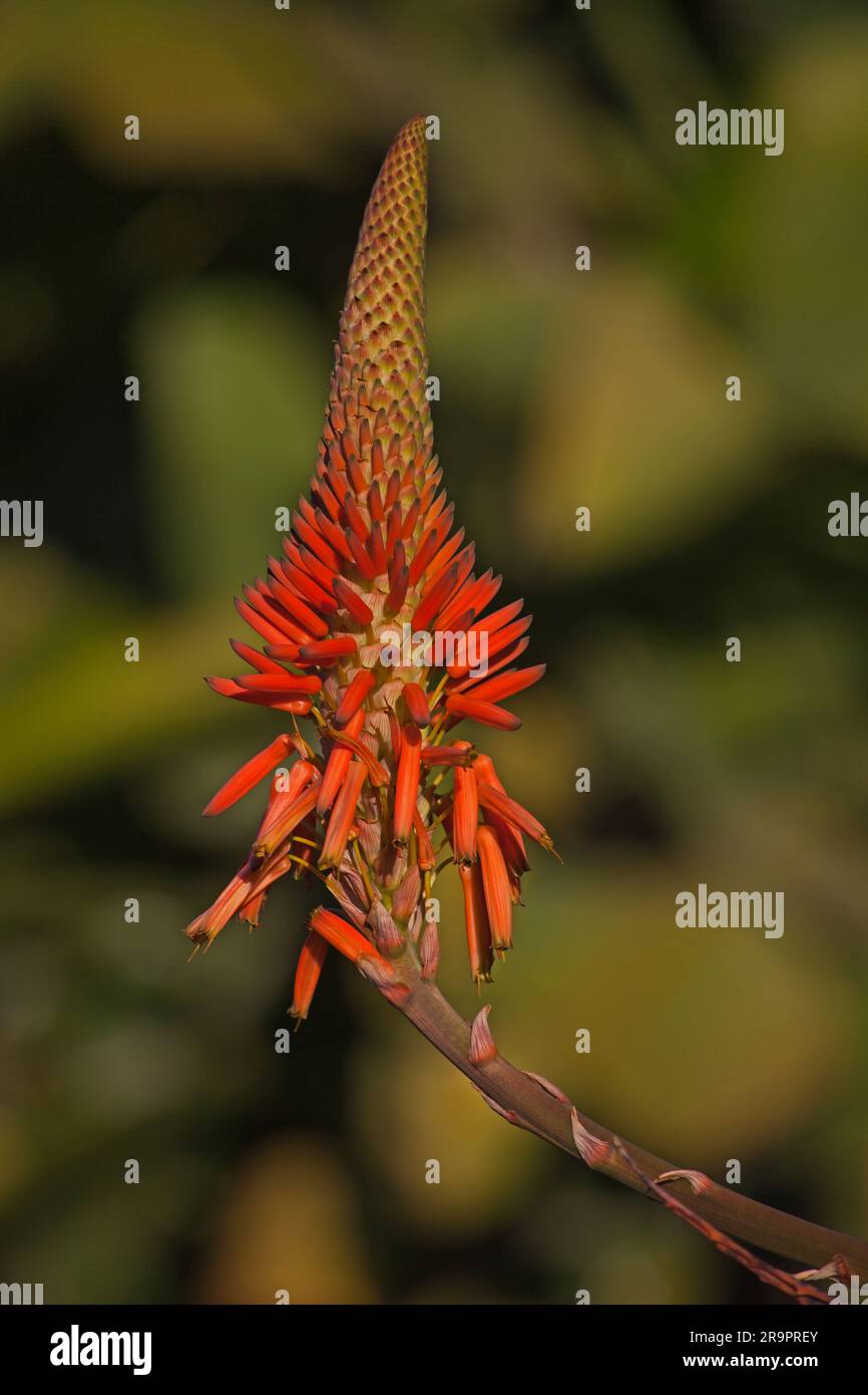 Beautiful garden aloe flowers hi-res stock photography and images - Alamy