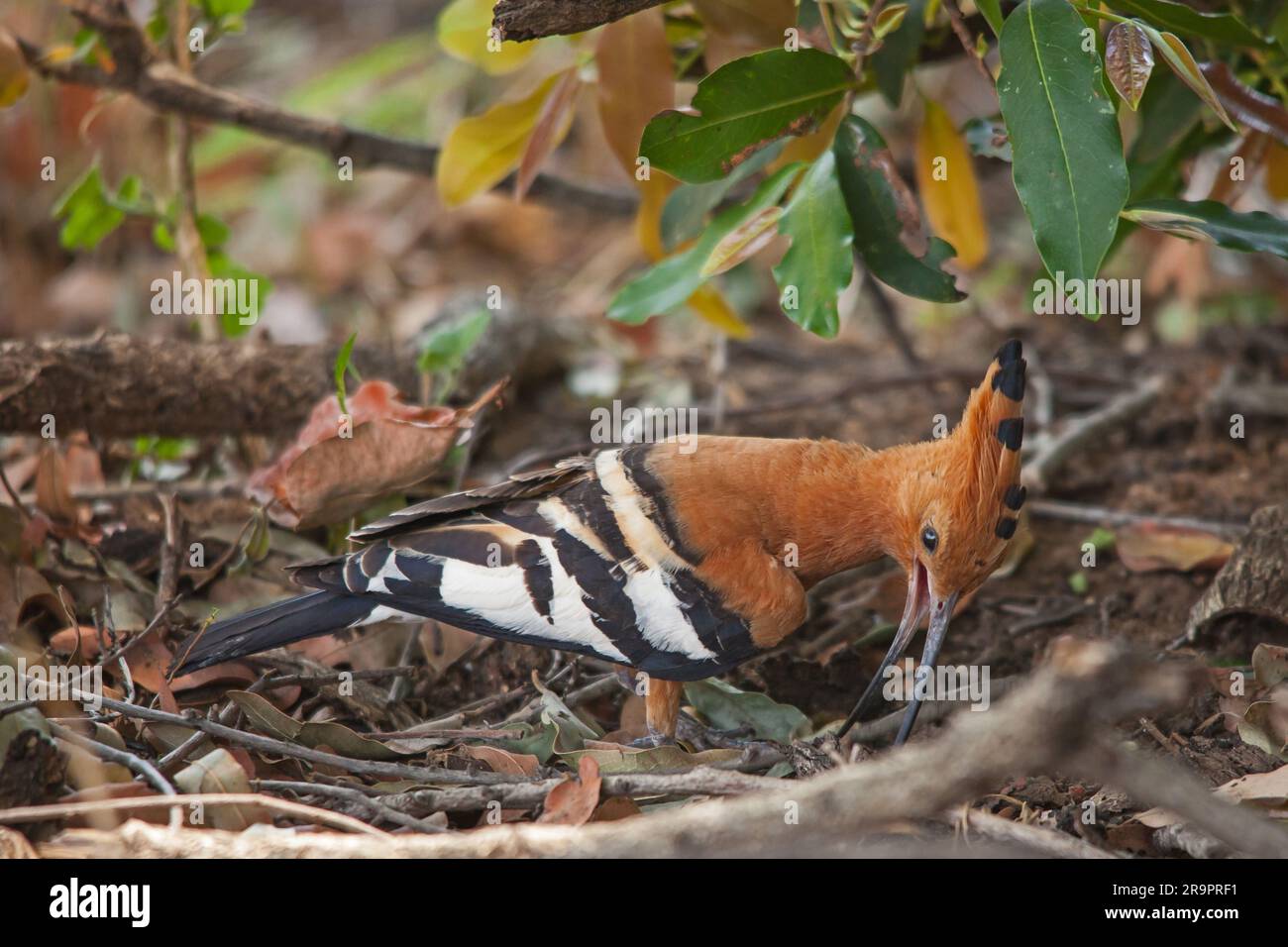 Upupa africana hi-res stock photography and images - Alamy