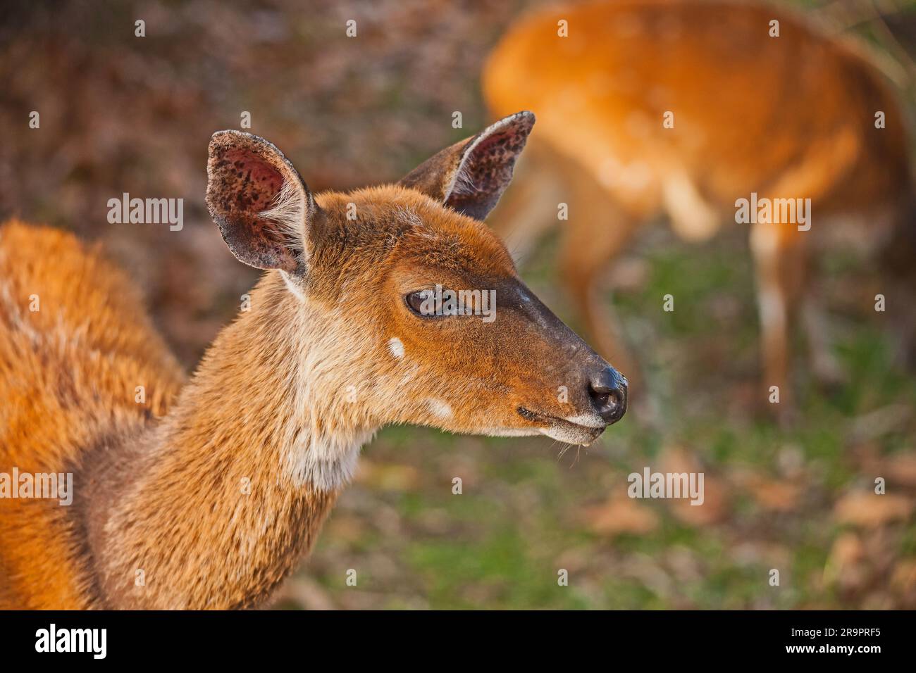 Female Bushbuck Tragelaphus scriptus 15673 Stock Photo - Alamy
