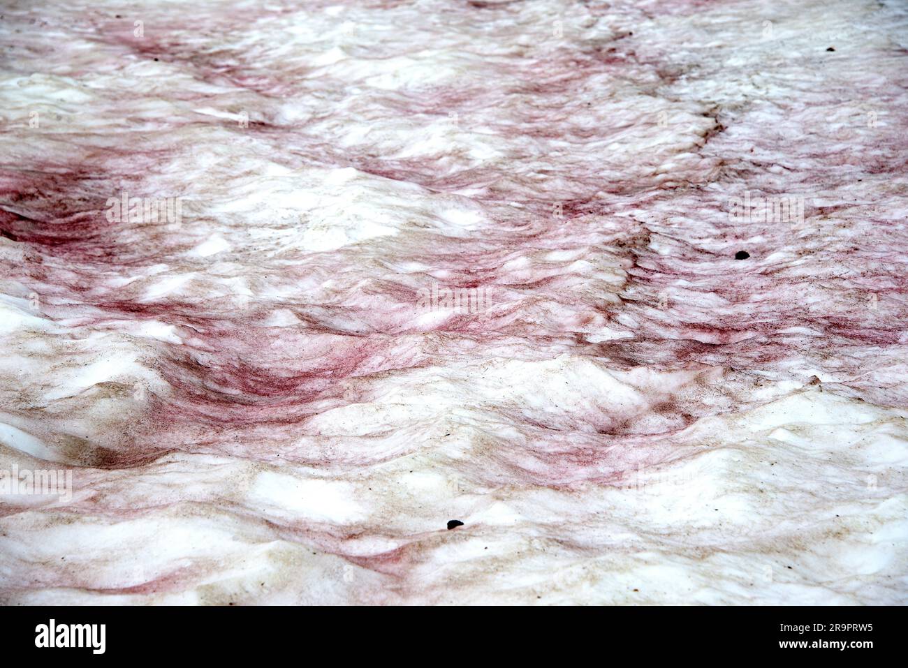 Unicellular Algae Microscope