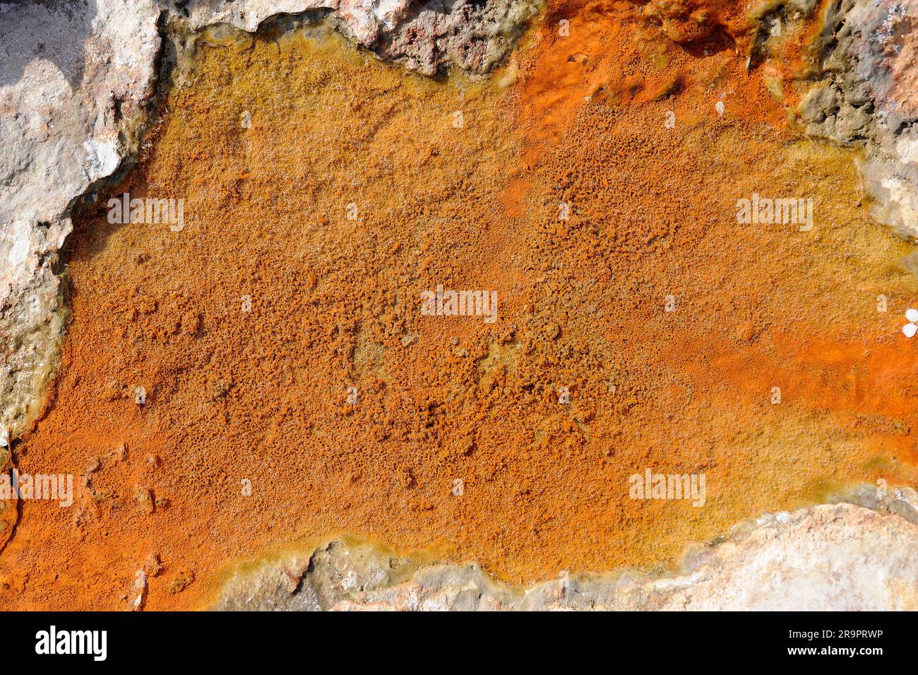 Green alga Haematococcus pluvialis on a temporary freshwater rock pool ...