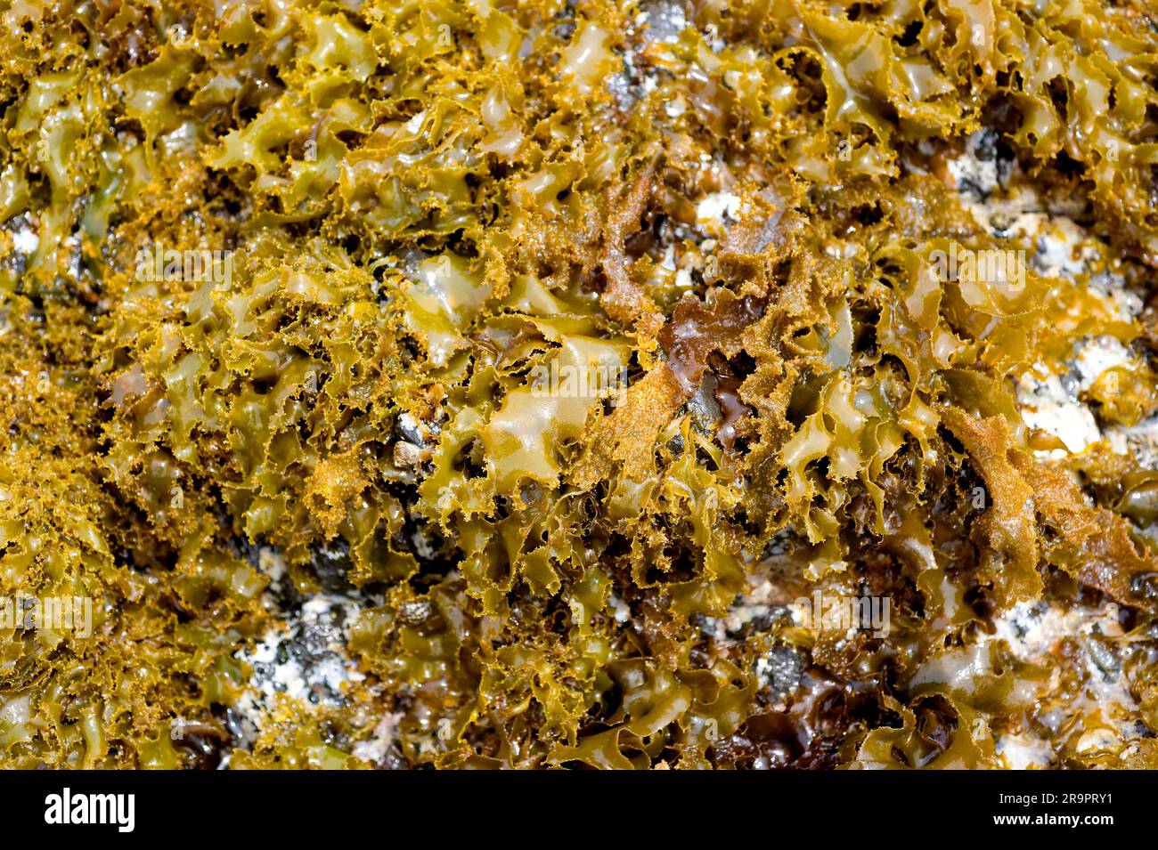 Rissoella verruculosa hi-res stock photography and images - Alamy