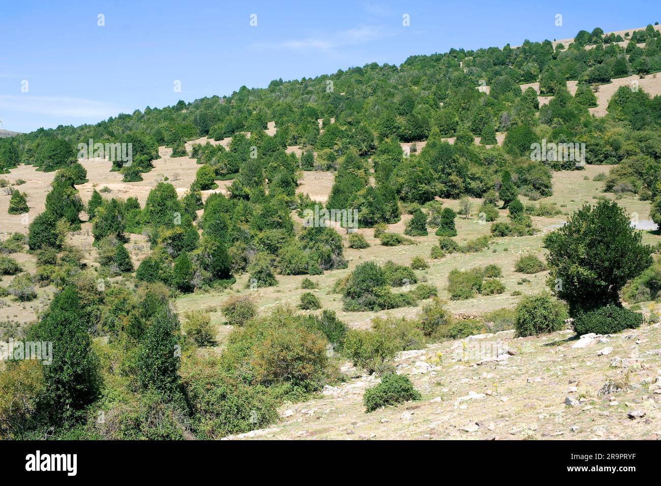 Forest of European holly (Ilex aquifolium). Holly is a shrub or ...