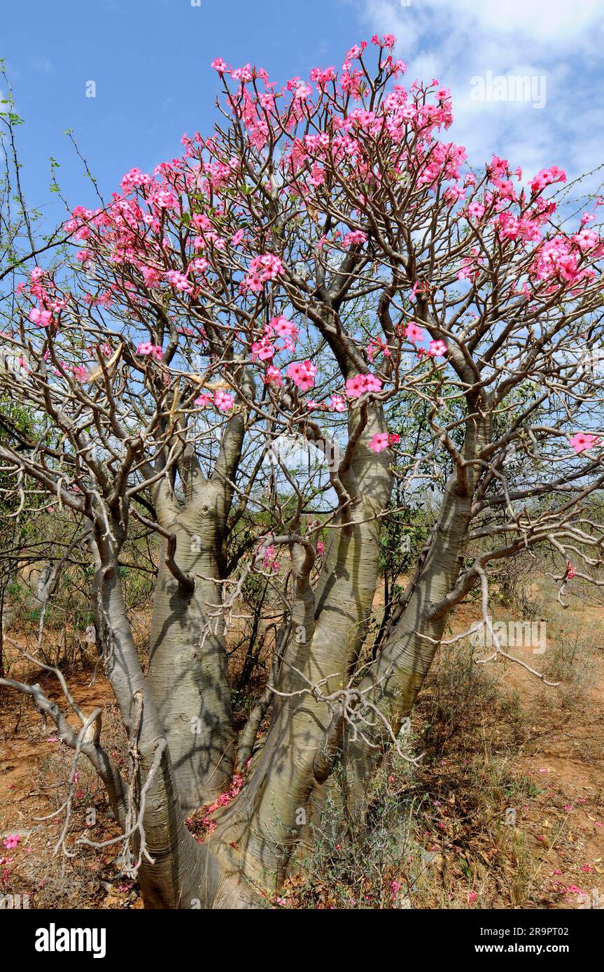 Desert rose, impala lily, mock azalea or sabi star (Adenium obesum ...