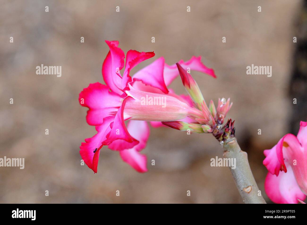 Impala lily detail hi-res stock photography and images - Alamy