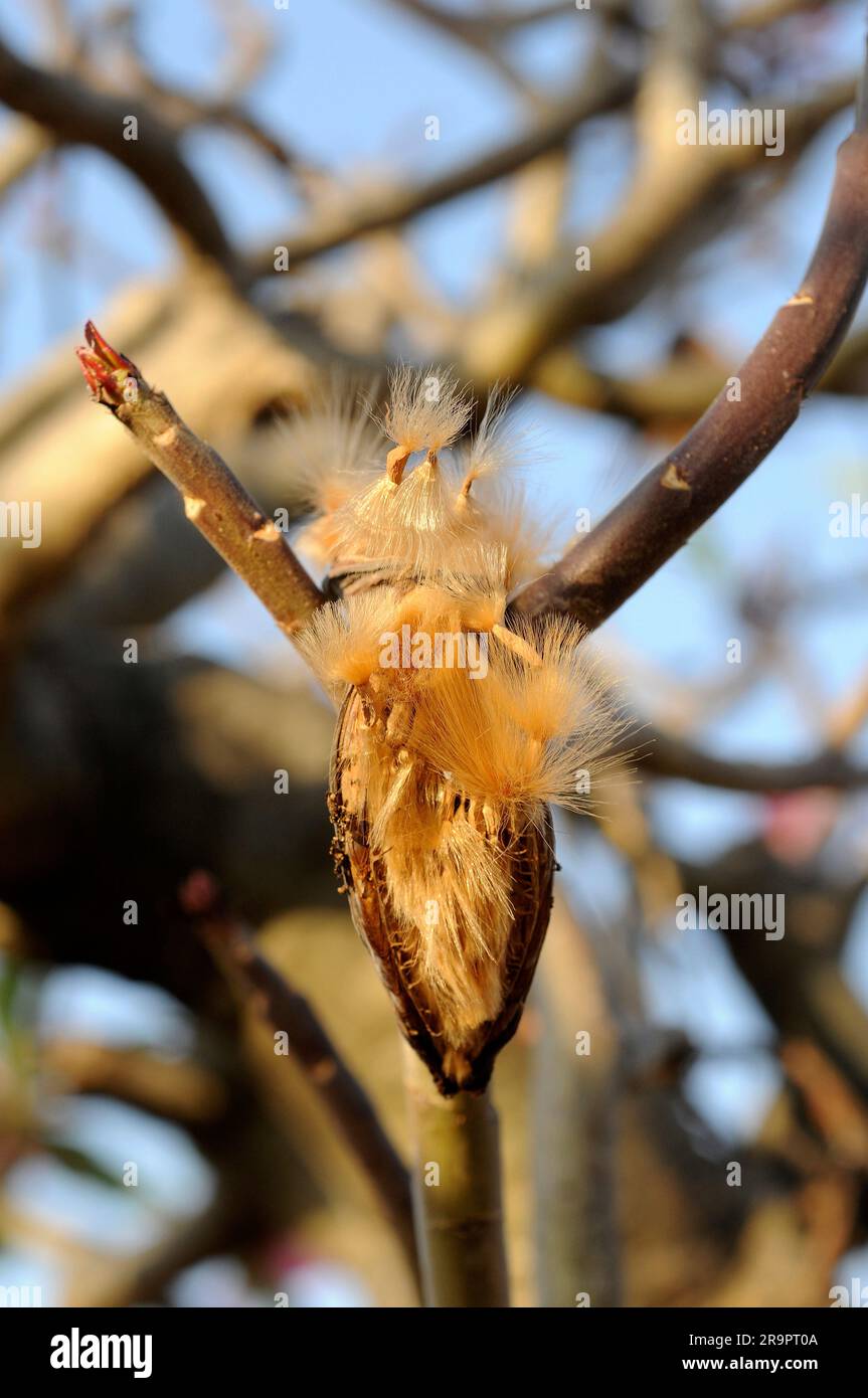 Azalea seeds hi-res stock photography and images - Alamy