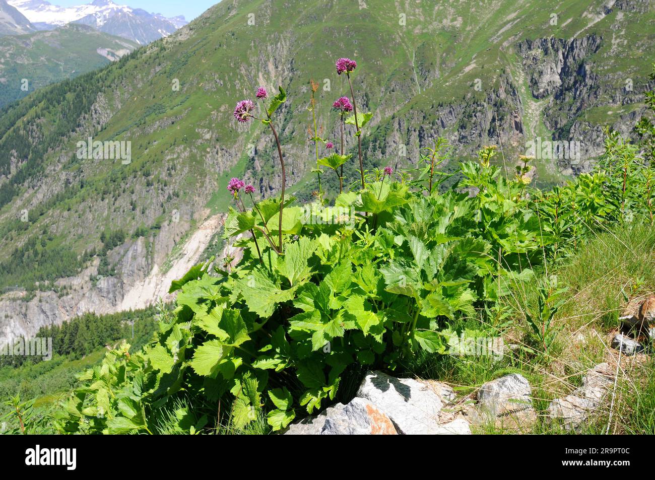 Adenostyles alliariae is an herbaceous perennial plant that grows in ...