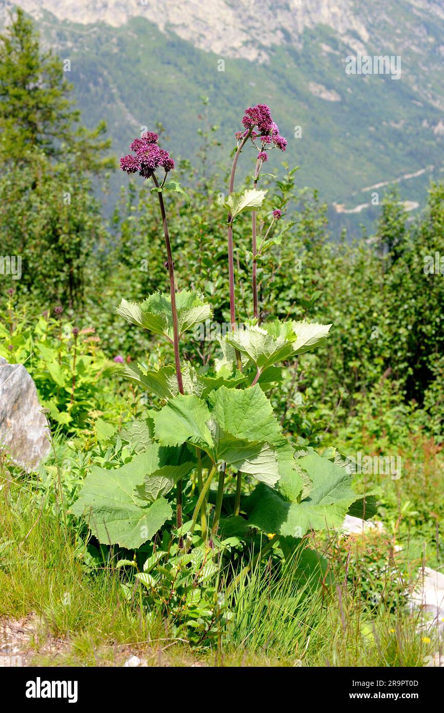 Adenostyles alliariae is an herbaceous perennial plant that grows in ...