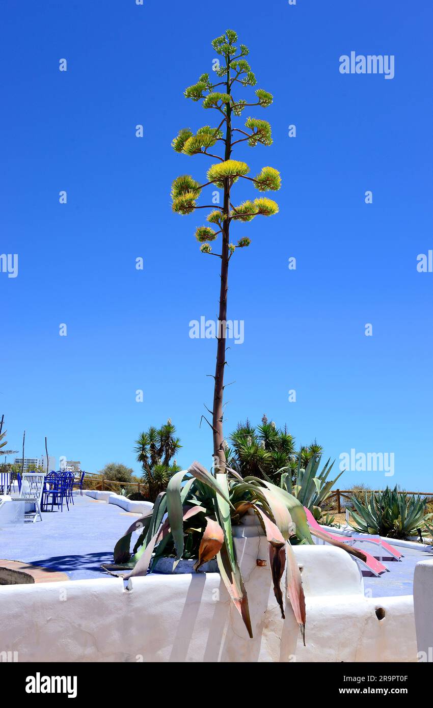 Maguey or century plant (Agave americana) is native from Mexico and ...