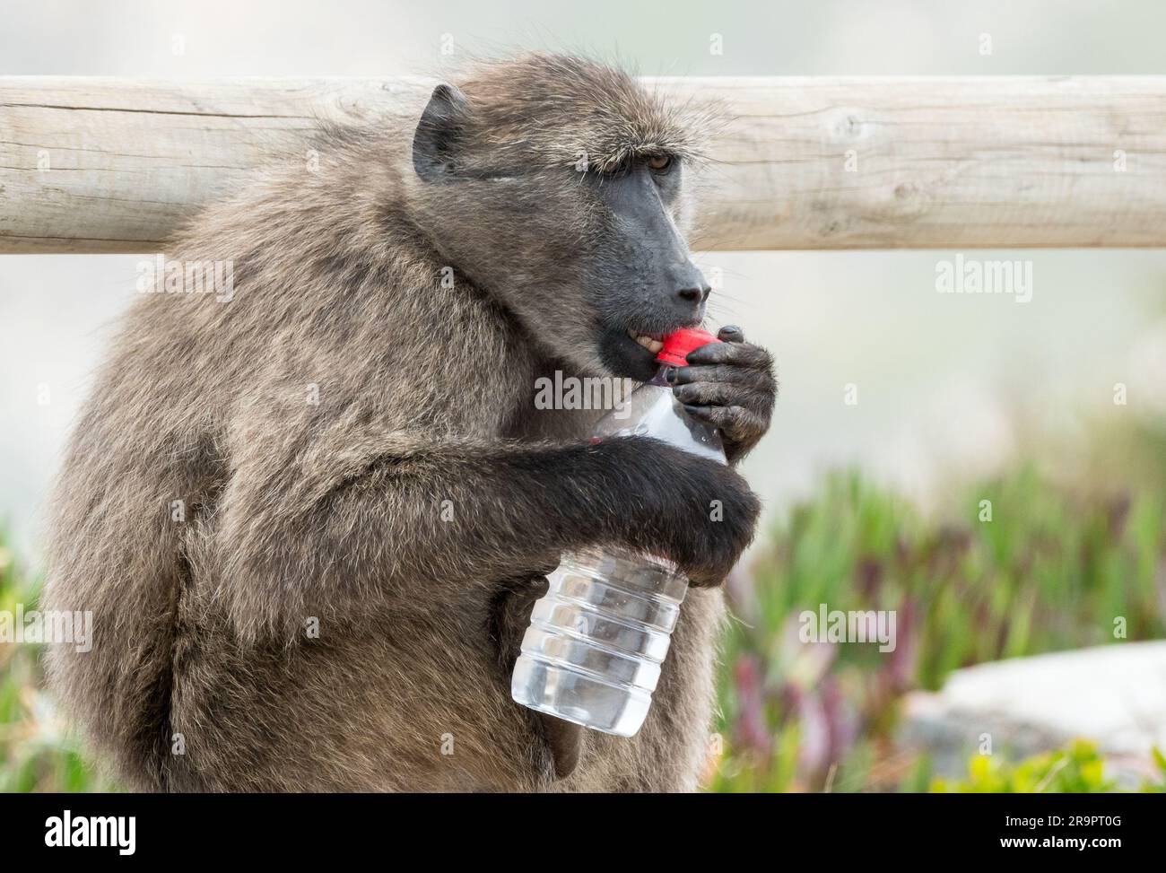 Chacma baboon (Papio ursinus) Cape baboon opening a water bottle by ...