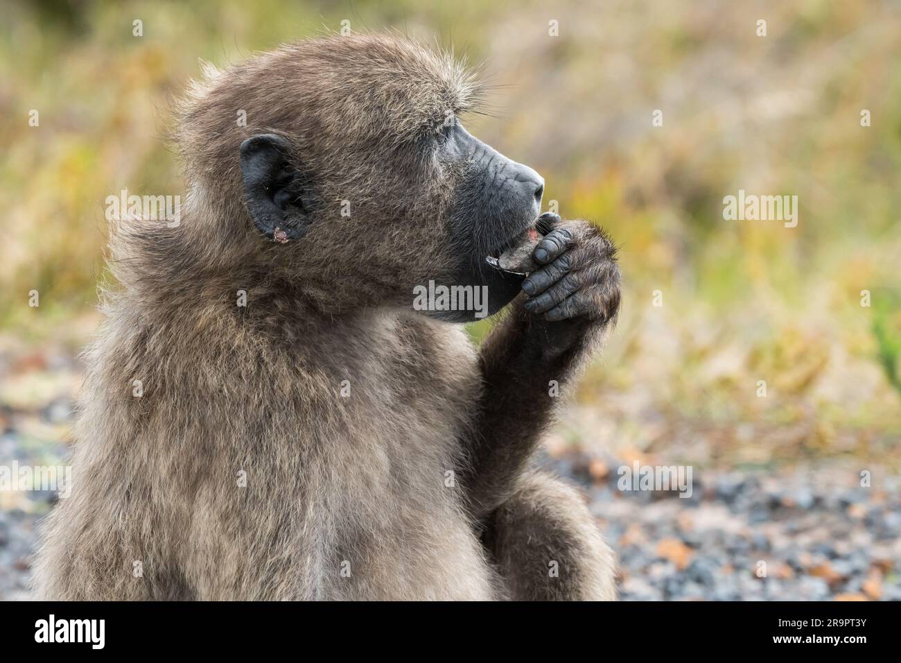 Chacma baboon (Papio ursinus) Cape baboon closeup in profile holds food ...