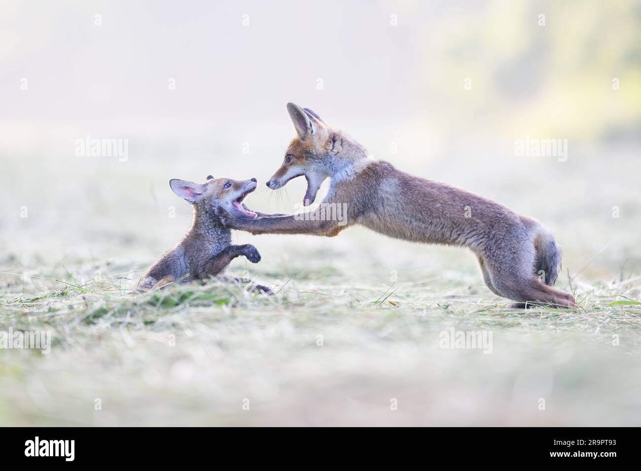 The fox observes what is happening in the forest Stock Photo - Alamy