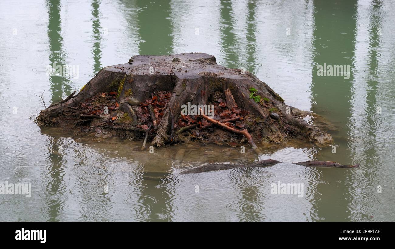 A partially submerged tree stump in green water surrounded by trees ...