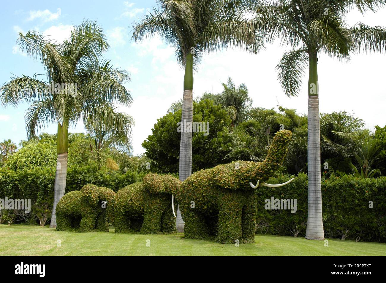 Elephant outdoor hi-res stock photography and images - Alamy