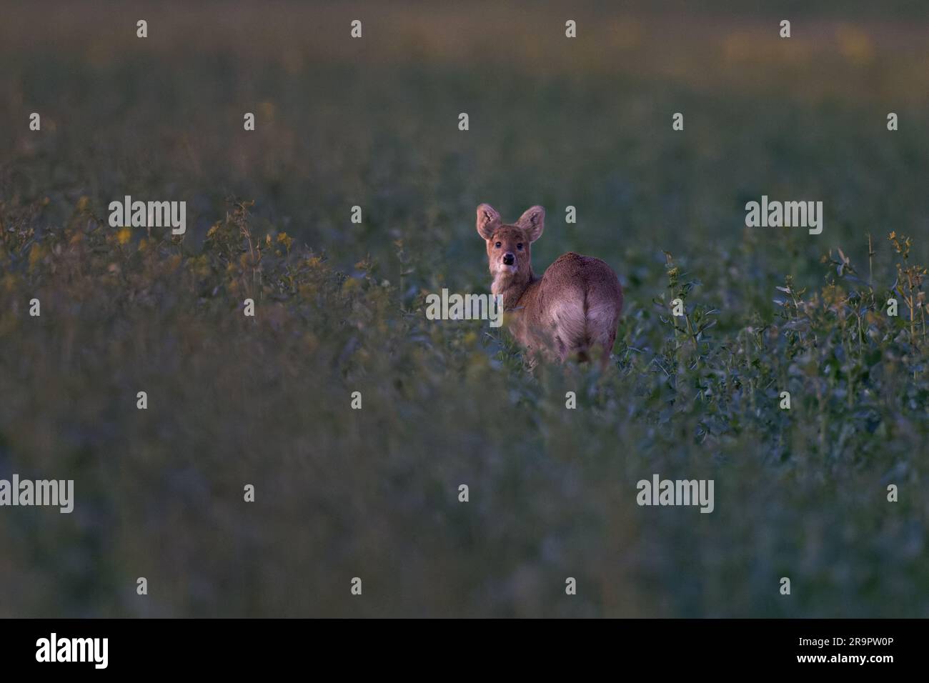 Chinese water deer -Hydropotes inermis at dusk Stock Photo - Alamy