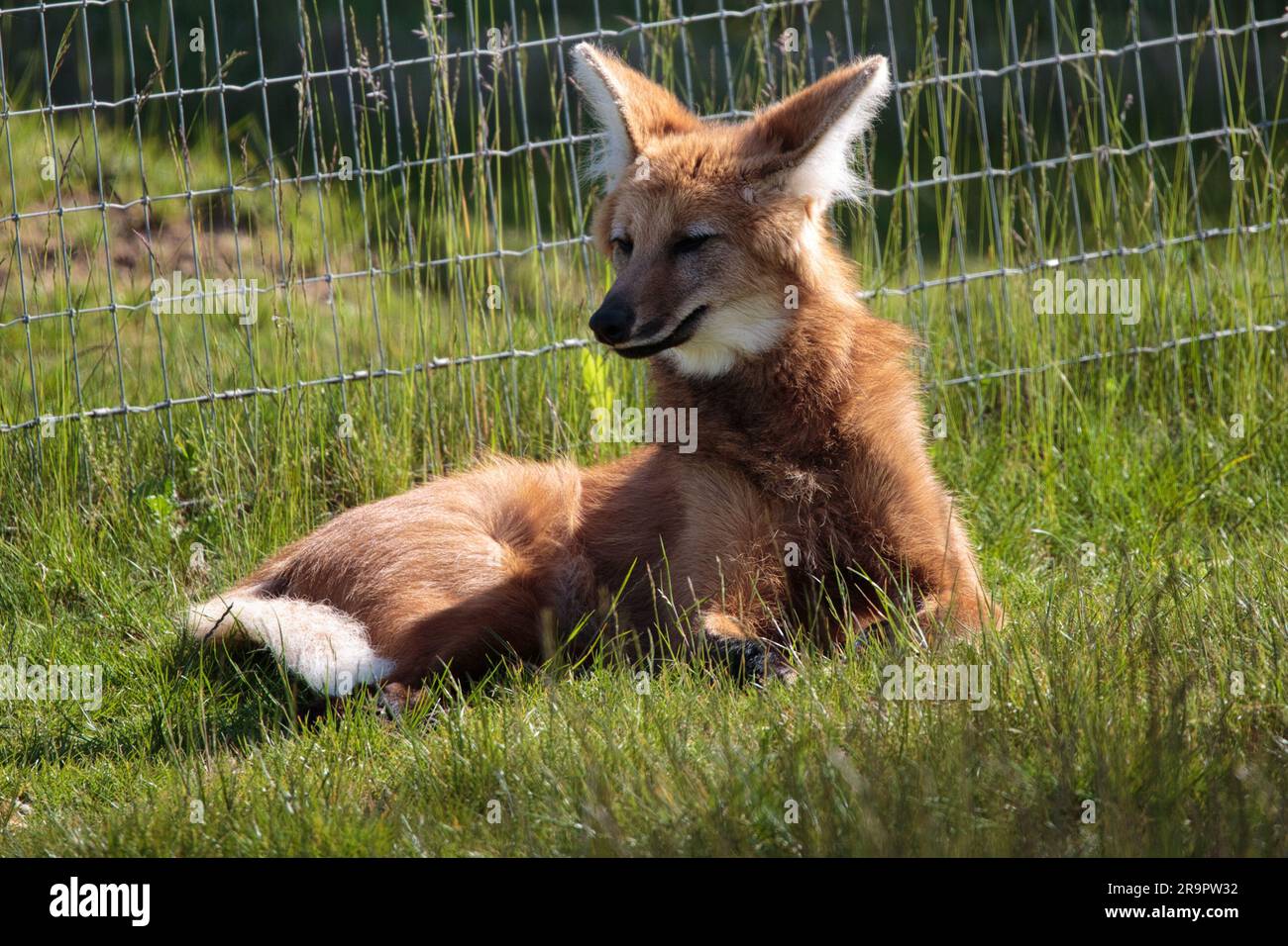 The maned wolf lying on green grass near a fence Stock Photo - Alamy