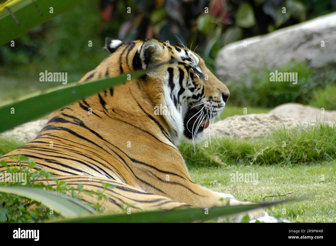 portrait of a tiger seen in profile lying on the grass on a sunny day ...